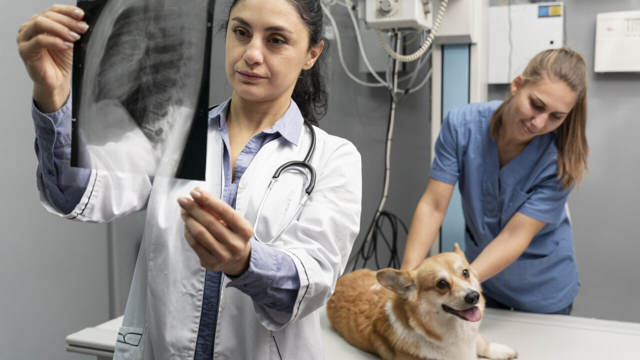 Pet Diagnostics In Valencia, CA | Treehouse Animal Hospital